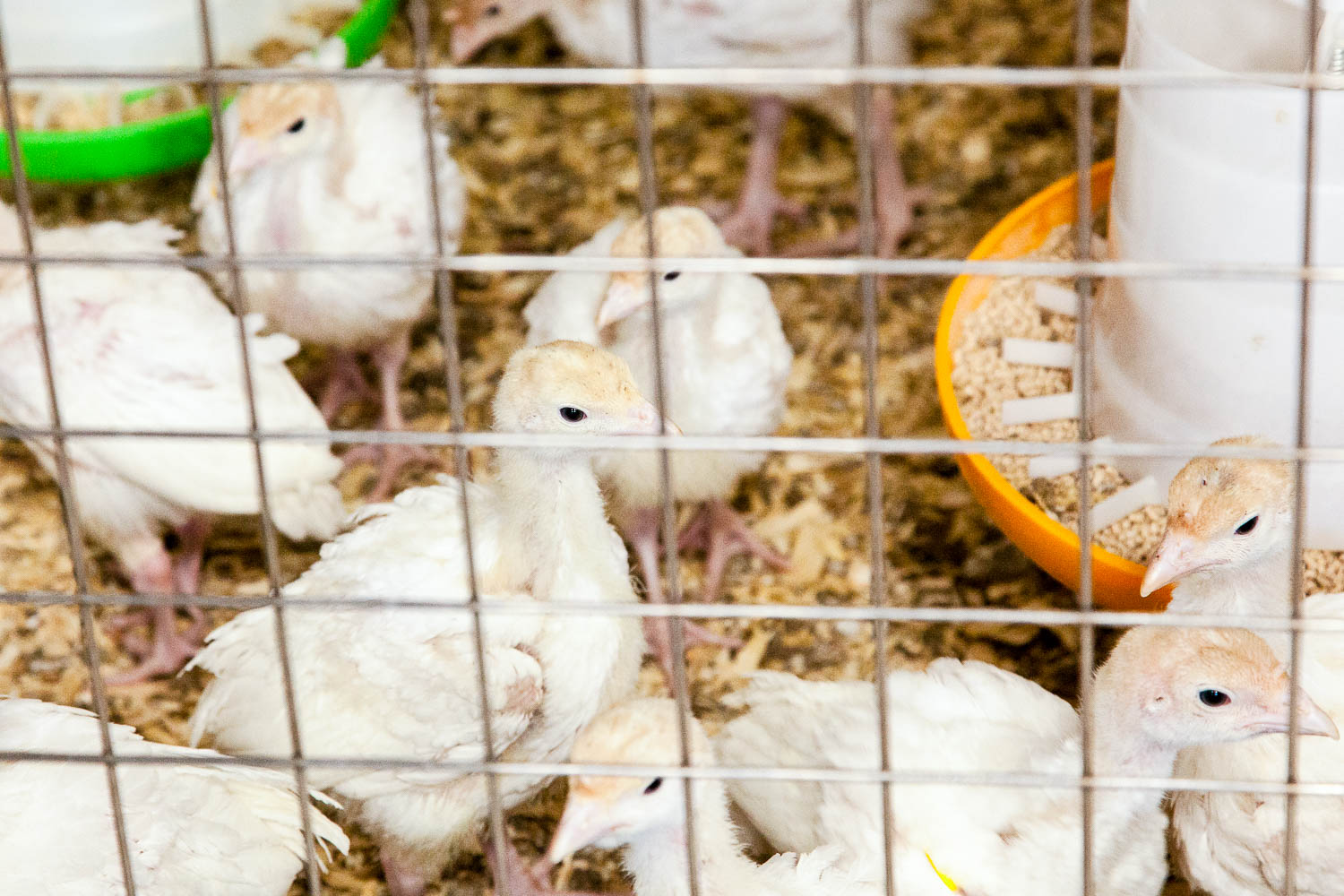 Farm Animal CRO Facilities - Drayton Animal Health